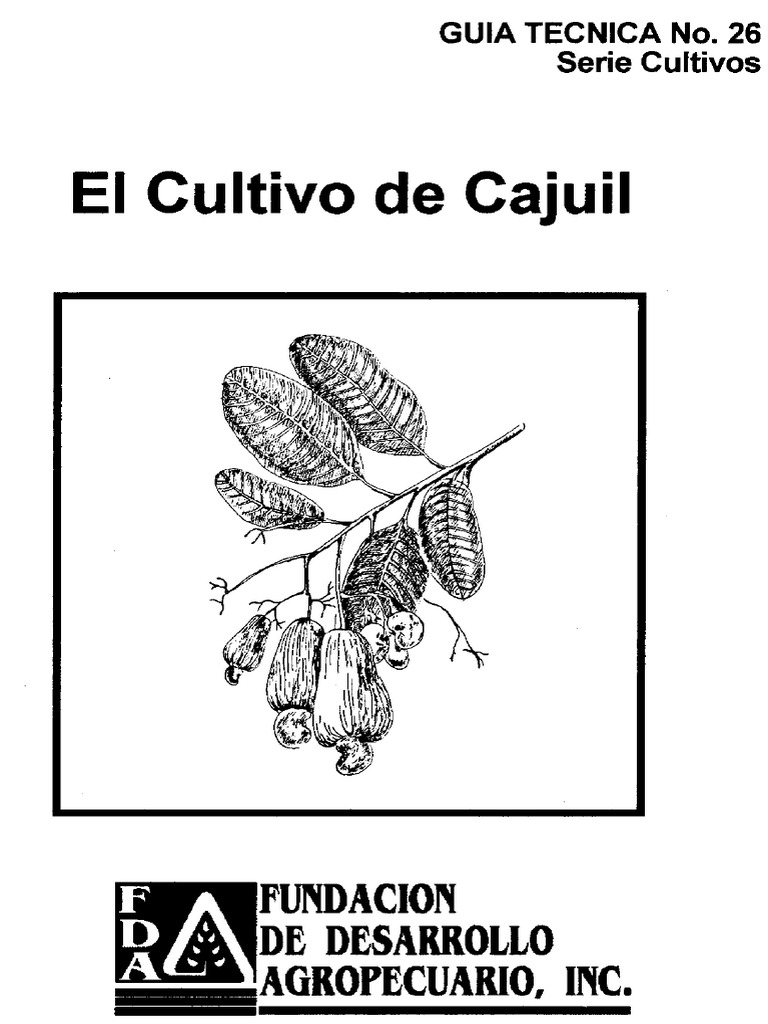Cajuil | PDF