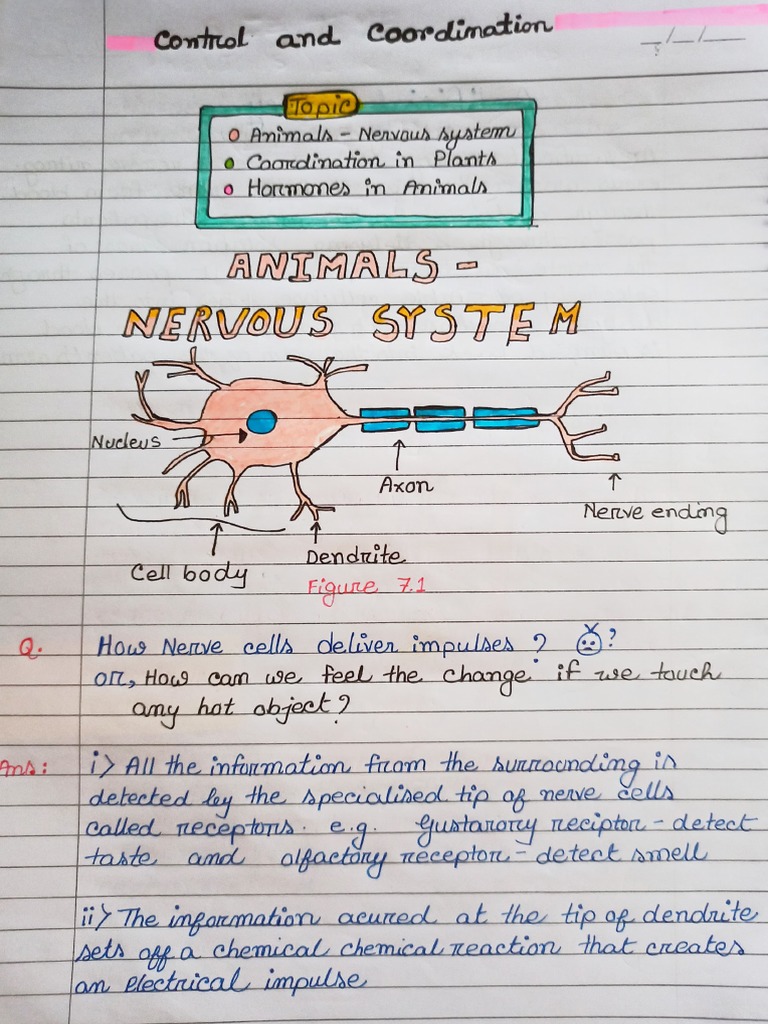 Bio Chapter 2 Control and Coordination | PDF | Endocrine System ...