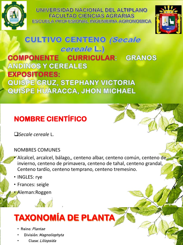 Cultivo de Centeno | PDF | Centeno | Panes