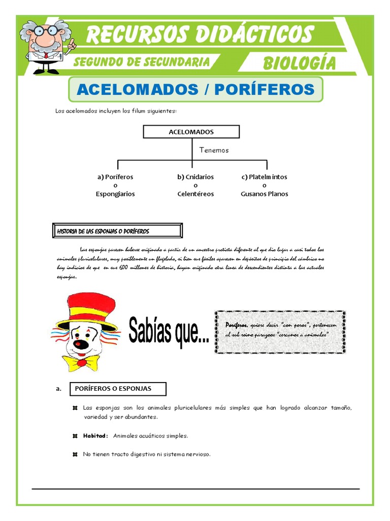 Acelomados Poríferos para Segundo de Secundaria | PDF | Esponja ...