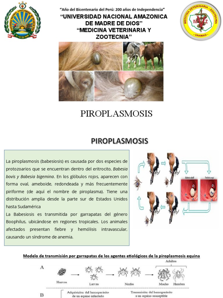 PIROPLASMOSIS | PDF | Medicina | Medicina CLINICA
