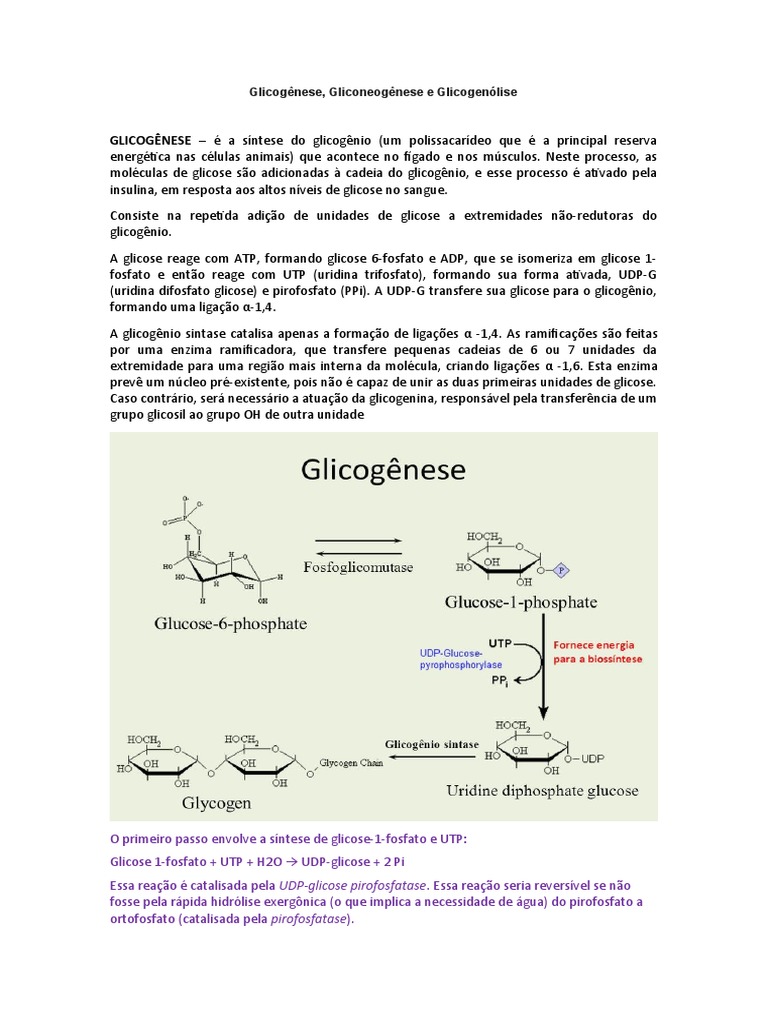 Glicogênese: Síntese e Enzimas Chave | PDF | Biologia Celular | Bioquímica