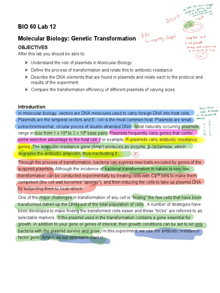 BIO 60 Lab 12 Molecular Biology: Genetic Transformation: Objectives ...