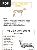 Fórmulas Dentarias | PDF | Diente | Ramas de Odontología