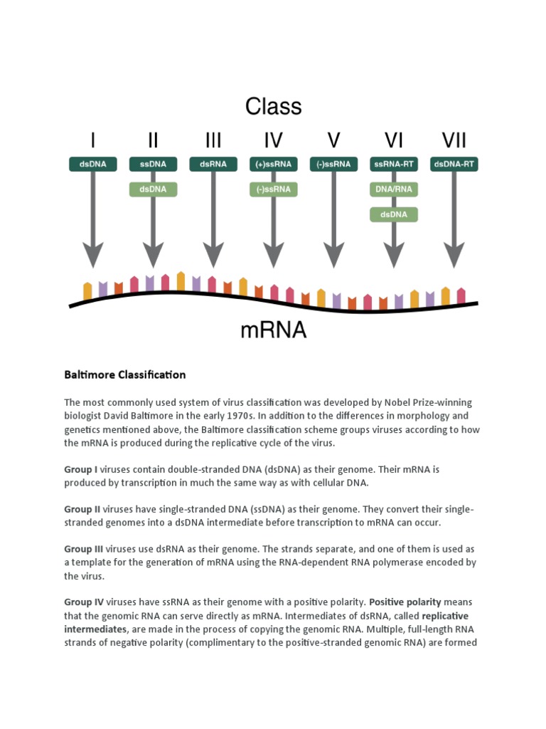 Baltimore Classification | PDF | Sense (Molecular Biology) | Virus
