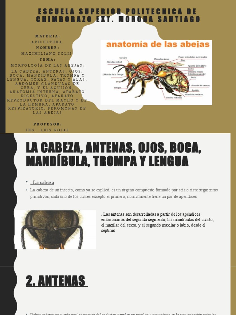 Exposicion Morfologia de Abejas | PDF | Abejas | Sistema digestivo humano