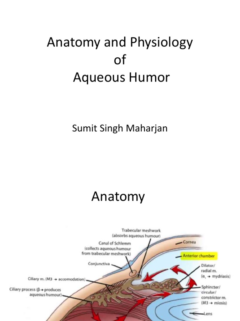 Anatomy and Physiology of Aqueous Humor | PDF | Secretion | Sodium