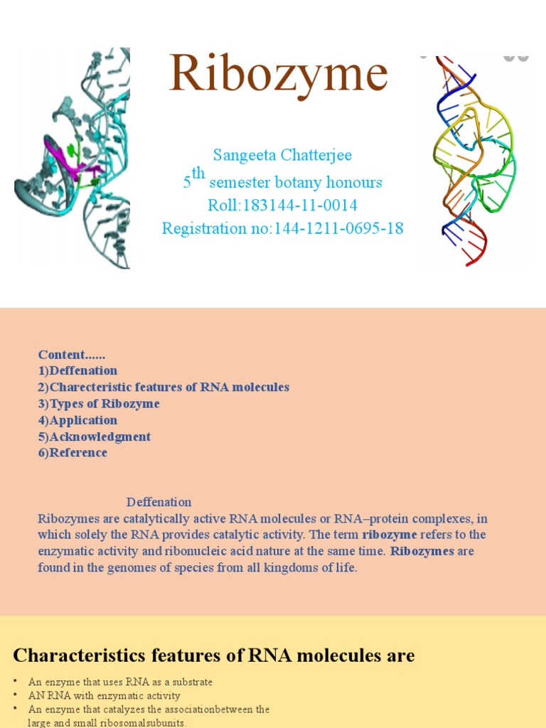 An In-Depth Analysis of Ribozymes: Their Characteristics, Types ...