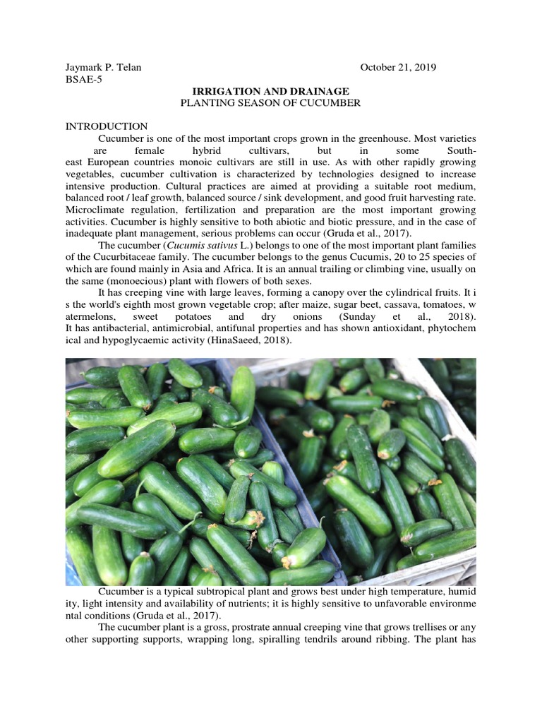 The Cucumber | PDF | Cucumber | Evapotranspiration