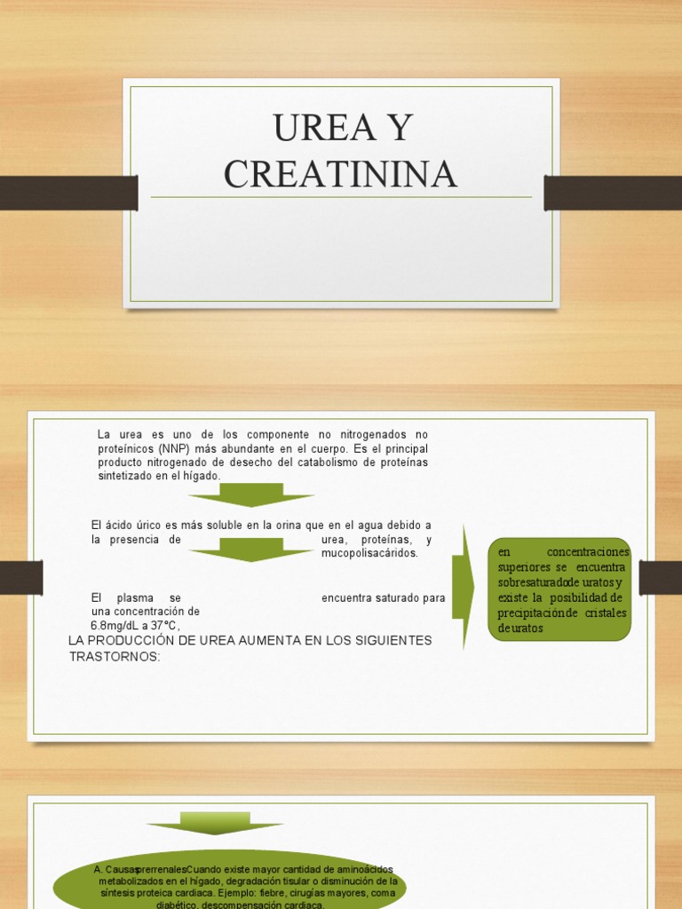 Urea y Creatinina: Funciones y Trastornos | PDF | Creatinina | Riñón