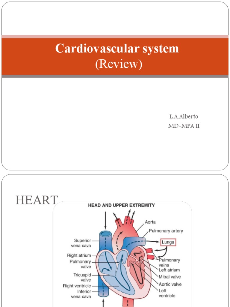 Cardiovascular System: (Review) | PDF | Heart Valve | Ventricle (Heart)