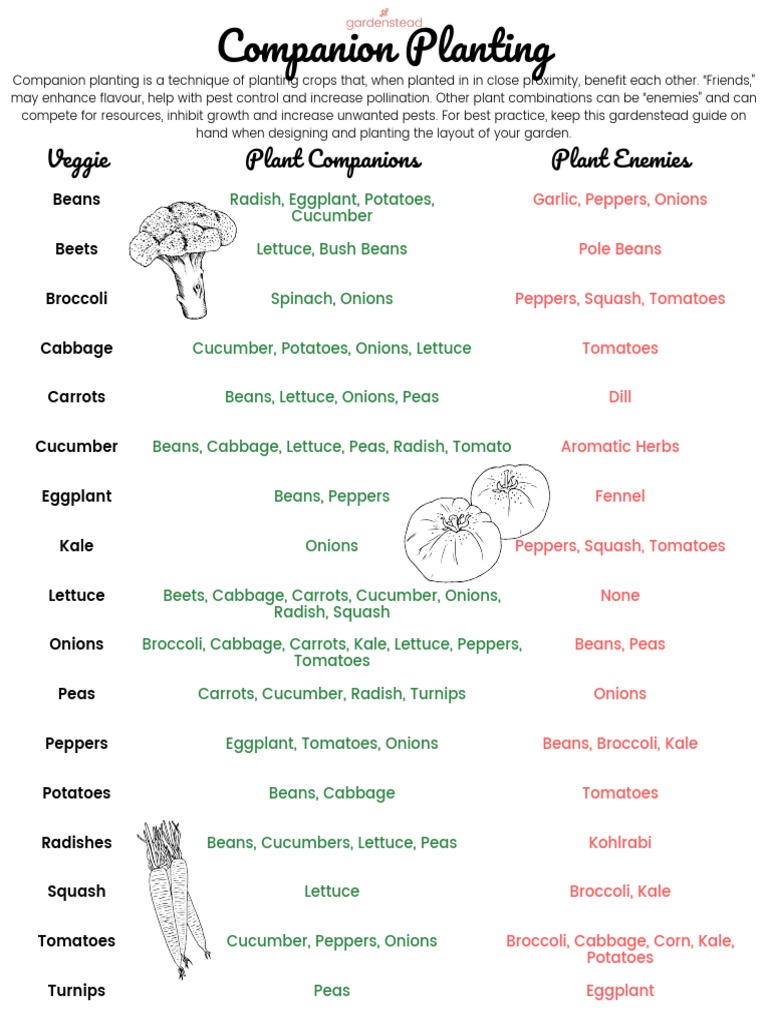 Companion Planting Printable Colour | PDF | Tomato | Vegetables