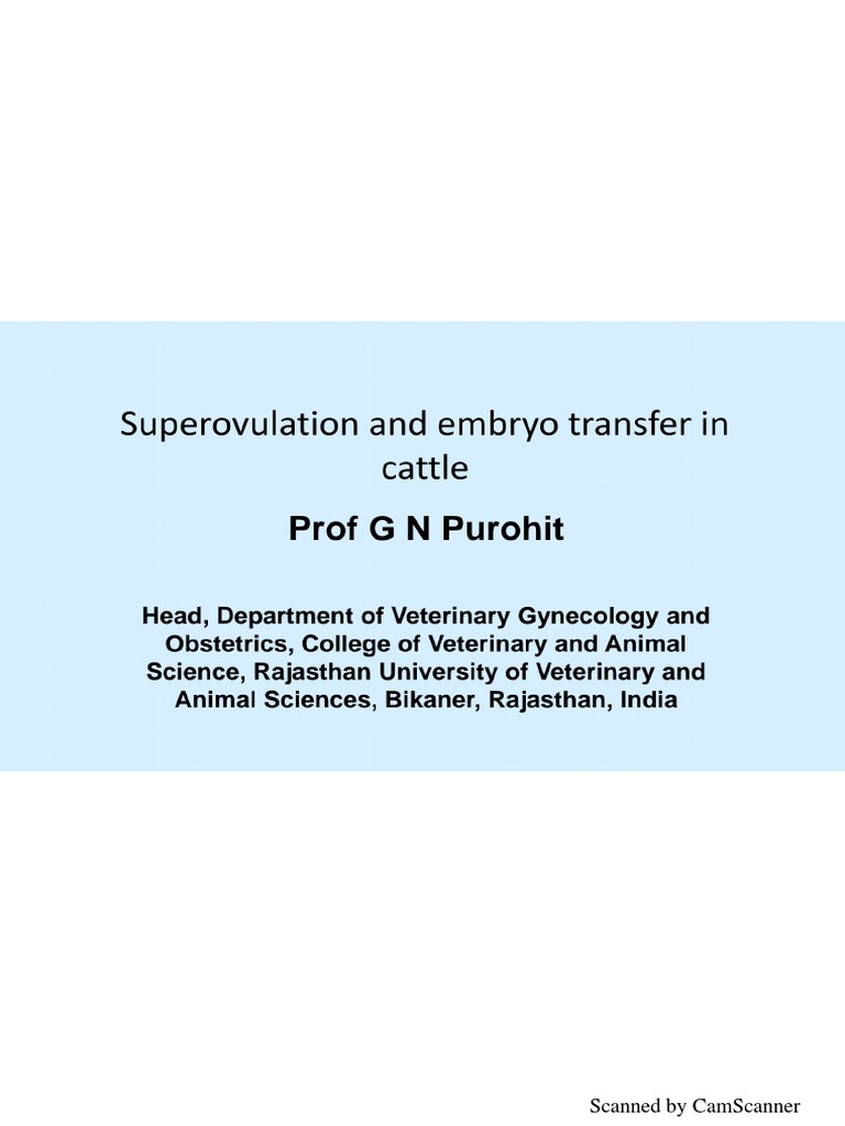 Superovulation and Embryo Transfer in Cattle | PDF