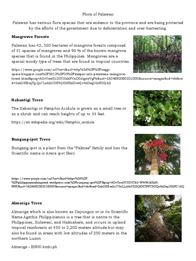 Endemic Flora and Fauna of Palawan | PDF | Squirrel | Conservation