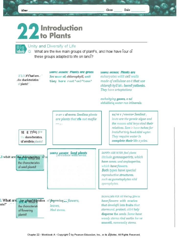Plant Workbook Pages Answers | PDF | Home & Garden | Science & Mathematics