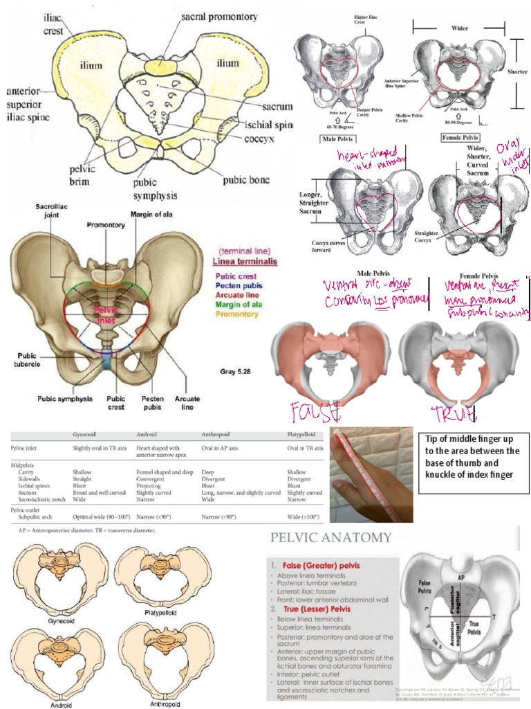 Clinical Pelvimetry Steps | PDF