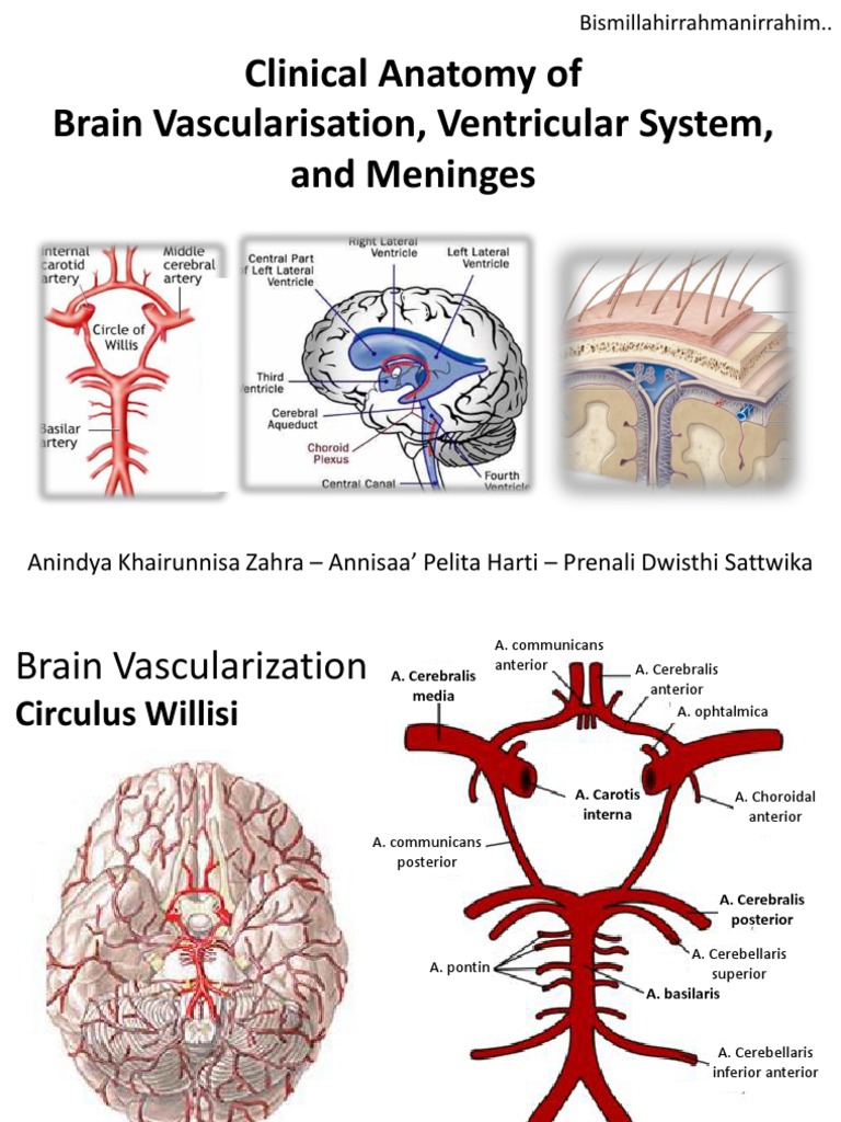 Clinical Anatomy of Brain Vascularisation Ventricular System and ...
