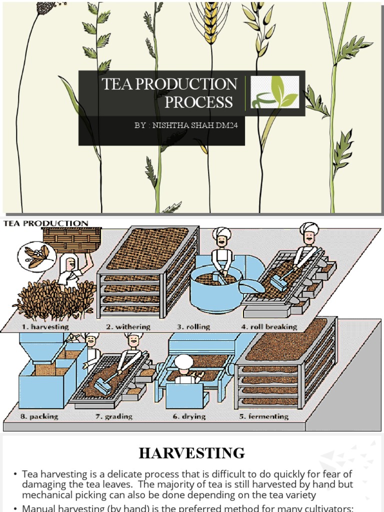 Tea Production Process | PDF | Tea | Caffeinated Drinks