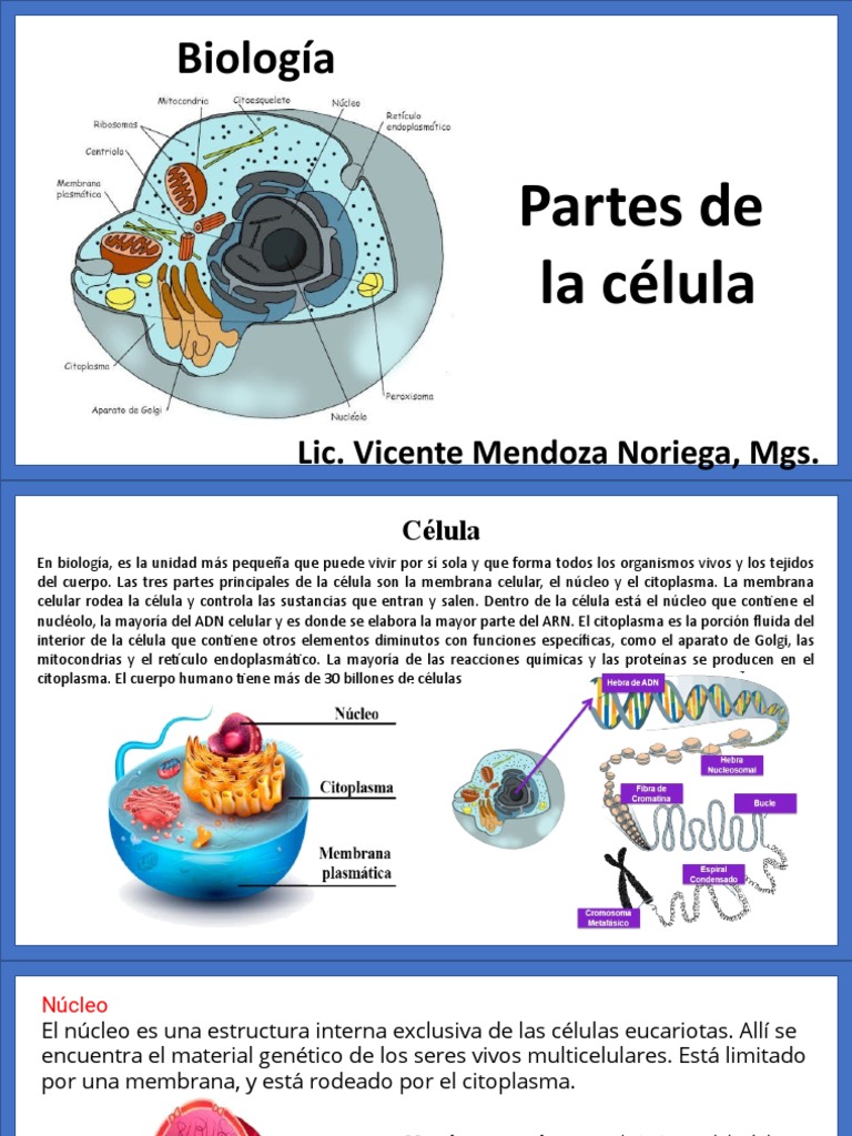 Partes y funciones de la célula | PDF | Citoplasma | Nucleo celular