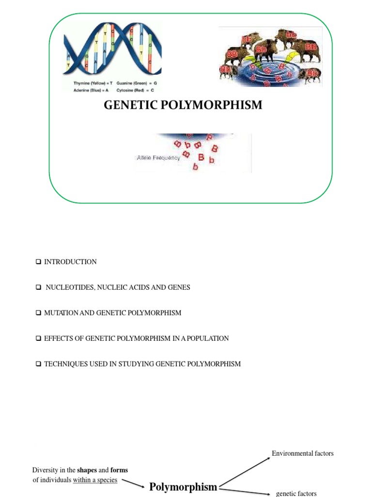 Genetic Polymorphism | PDF | Nucleic Acids | Single Nucleotide Polymorphism