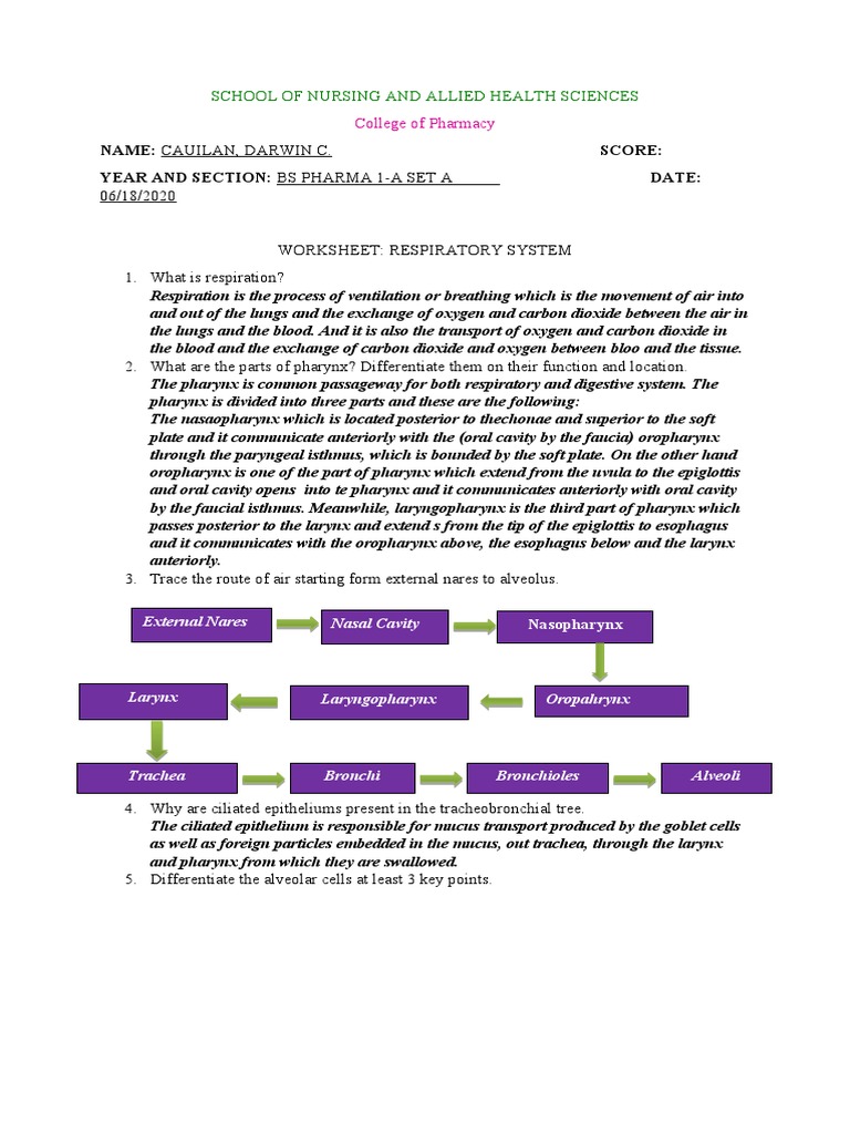 Respiratory System Worksheet | PDF | Respiratory Tract | Lung