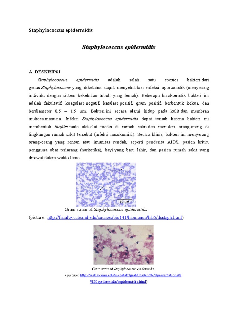 Staphylococcus Epidermidis 2 | PDF