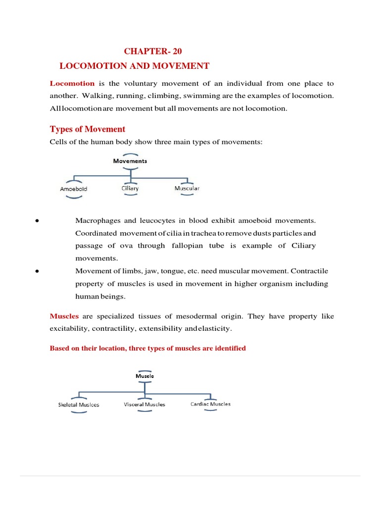 Locomotion and Muscle Structure Explained | PDF | Muscle Contraction ...