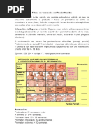 Escala de Kramer | PDF