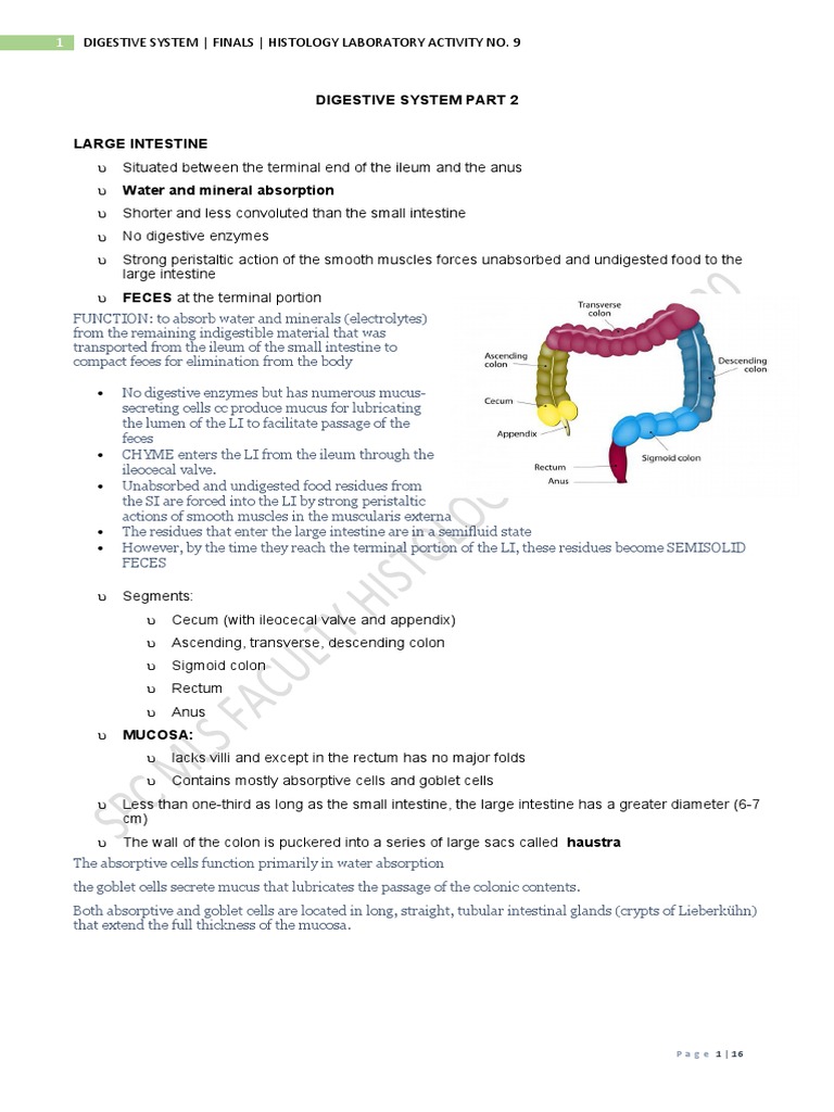 Digestive System Part 2 Large Intestine Water and Mineral Absorption ...