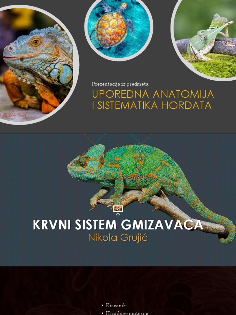 Krvni Sistem Gmizavaca Nikola Grujic | PDF
