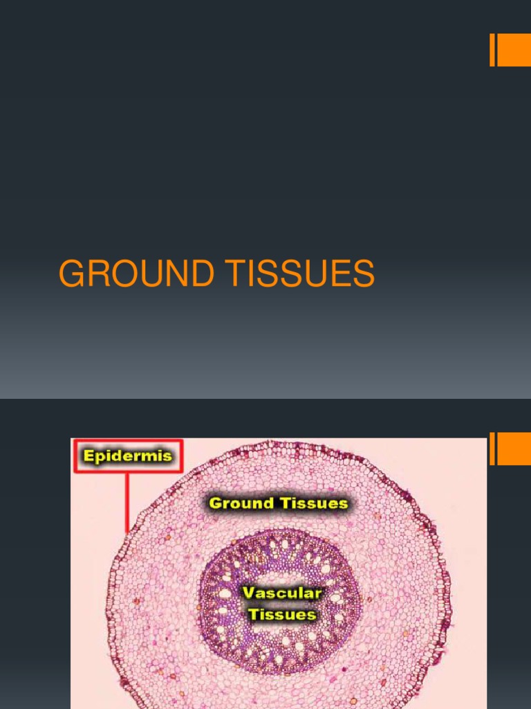 Ground Tissues | PDF | Tissue (Biology) | Leaf