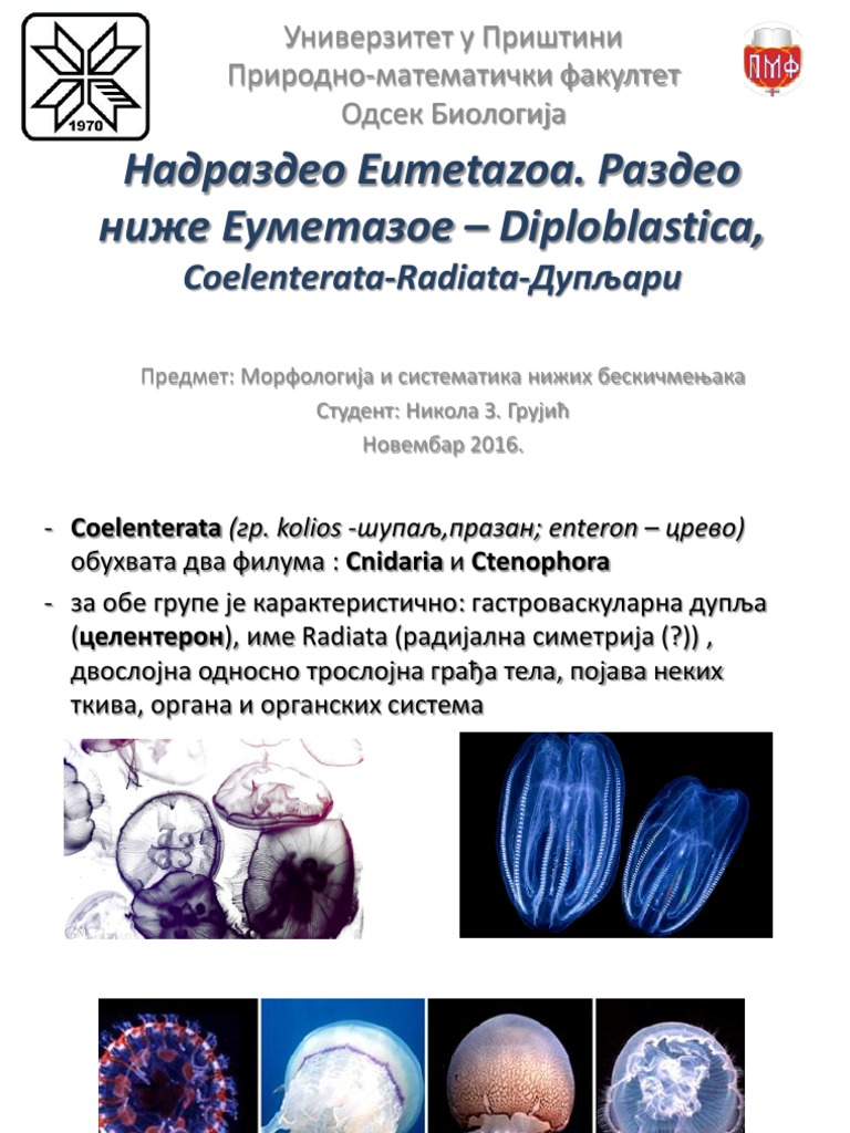 Надраздео Eumetazoa Nikola Grujic | PDF