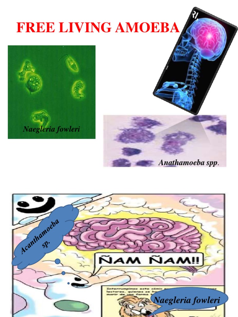 Non-Pathogenic Amoeba - Free Living | PDF | Clinical Medicine ...