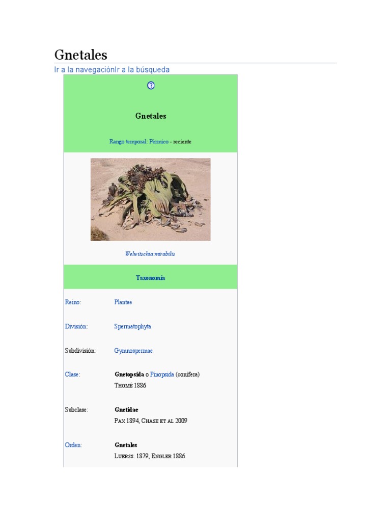 Gnetales Resumen | PDF | Plantas | Primeras apariciones paleozoicas