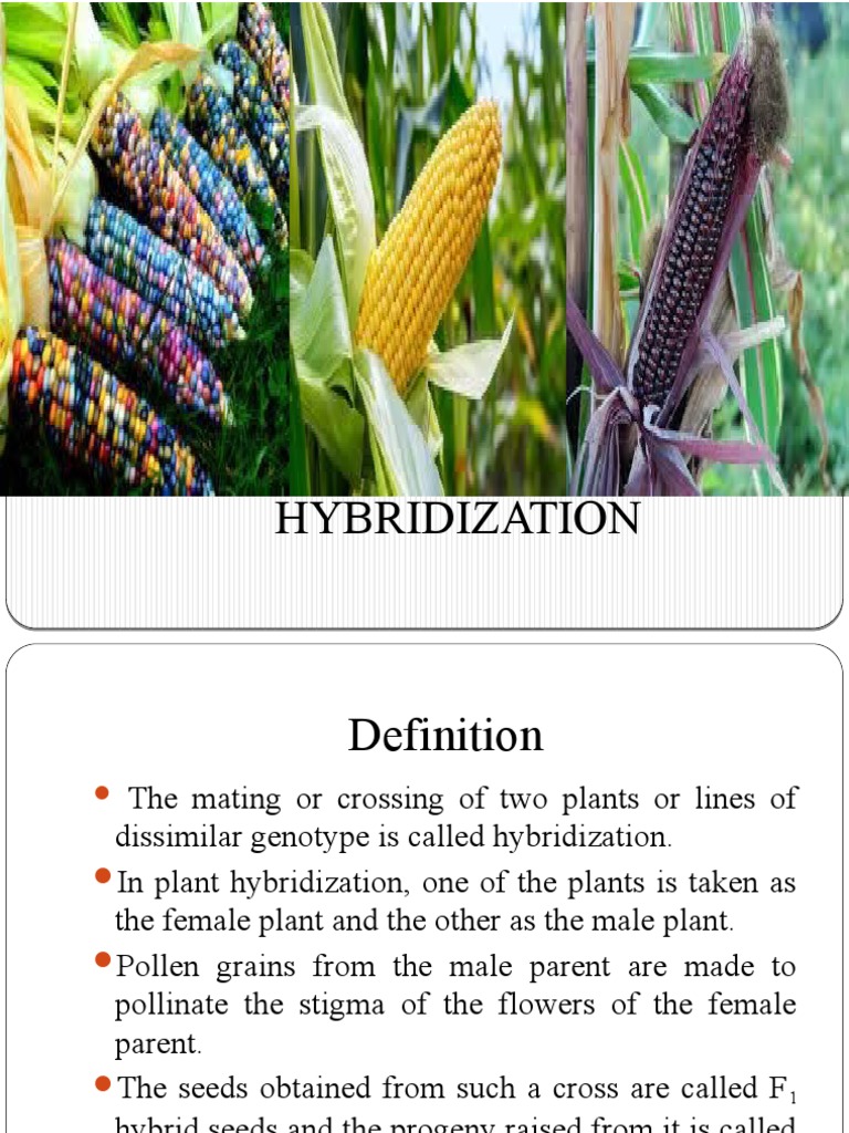 Hybridization In Plants