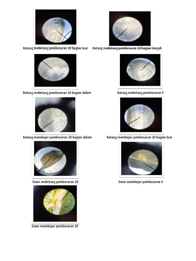 Gambar Anatomi Daun Paliasa | PDF