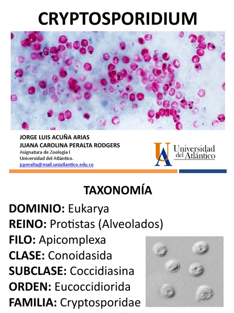 Diapositivas Cryptosporidium | PDF | Microbiología | Especialidades Medicas