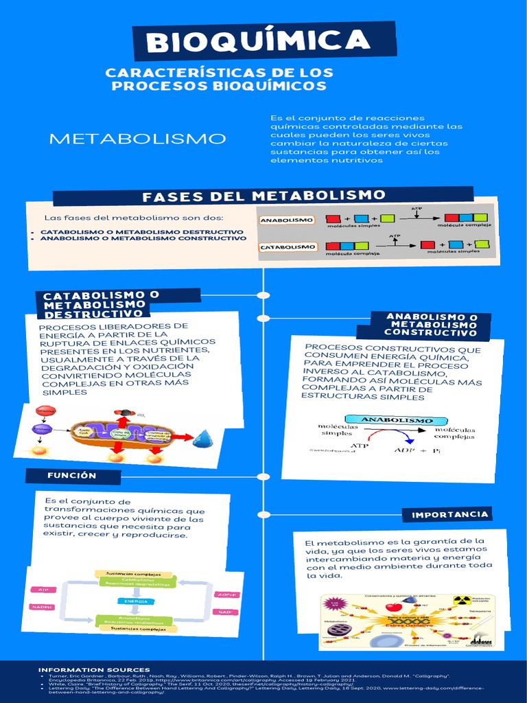 Procesos Bioquímicos | PDF | Metabolismo | Ciencias de la vida