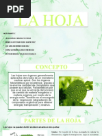 Estructura y Tipos de Limbo en Hojas | PDF | Hoja | Botánica