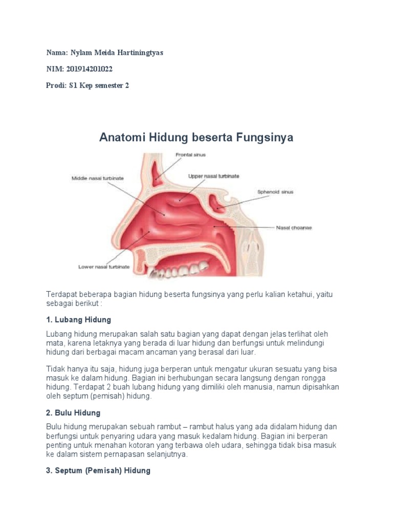 Anatomi Hidung Beserta Fungsinya | PDF
