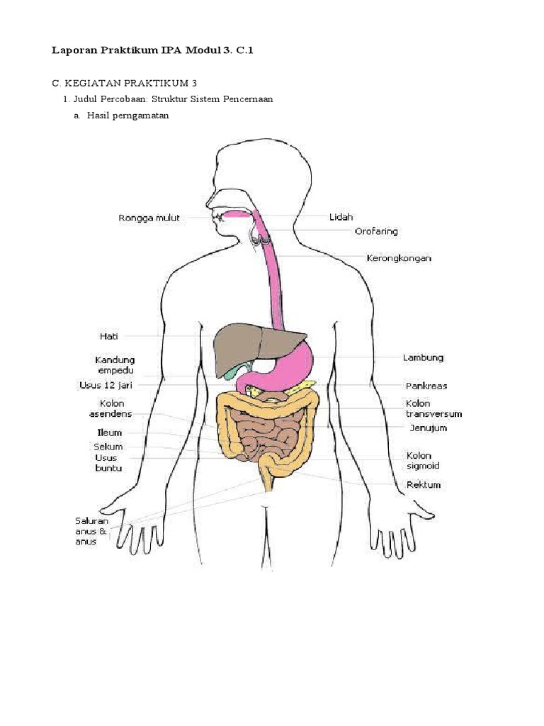 Laporan Praktikum IPA Modul 3 KP 3 | PDF