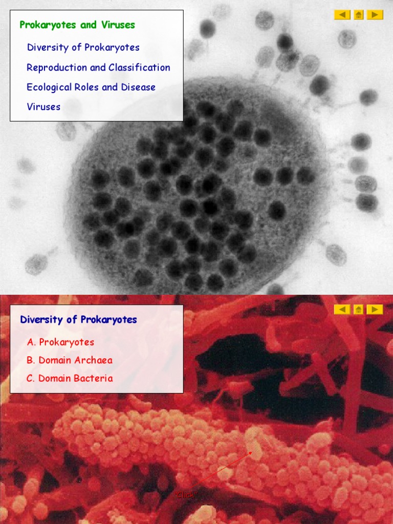 Diversity of Prokaryotes Reproduction and Classification Ecological ...