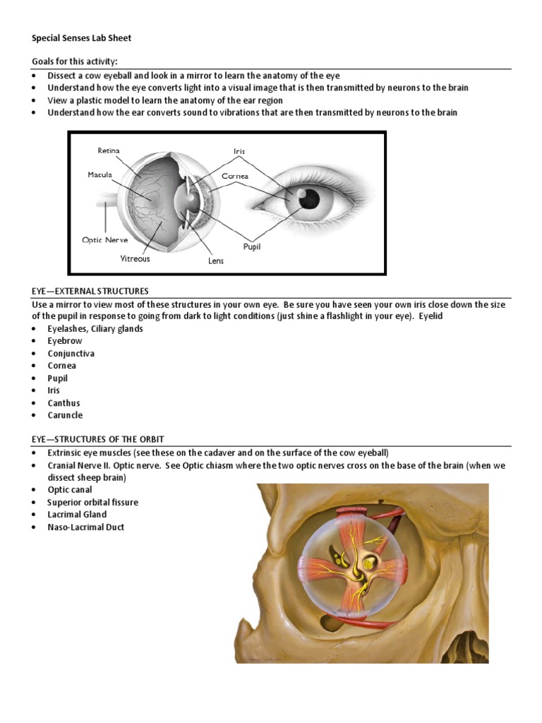 Special Senses Lab Sheet | Ear | Human Eye