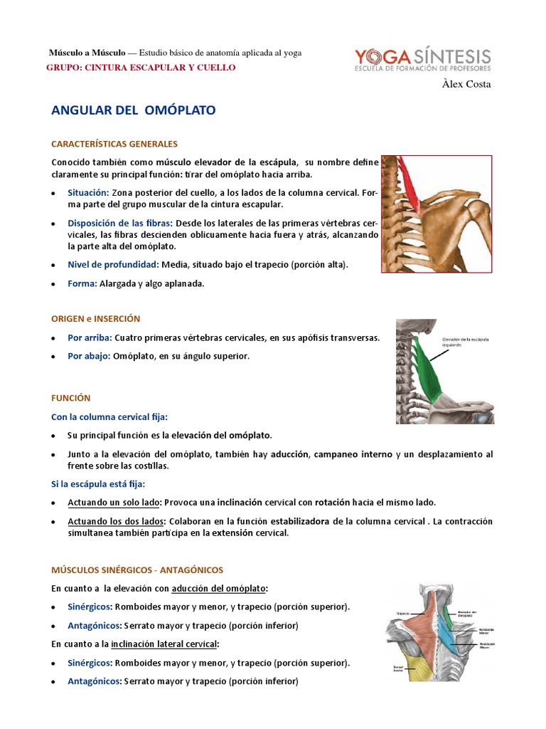 Función y Anatomía del Omóplato | PDF | La columna vertebral | Sistema ...