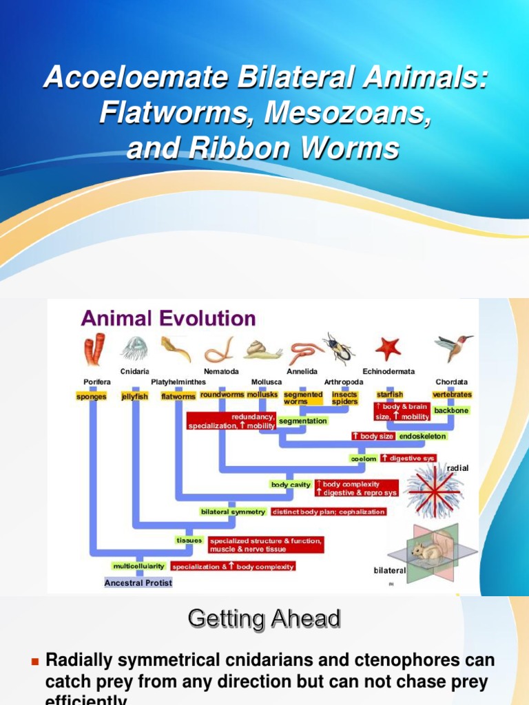 Lect 10 - Acoelomate Bilateral Animals | PDF | Zoology | Anatomy