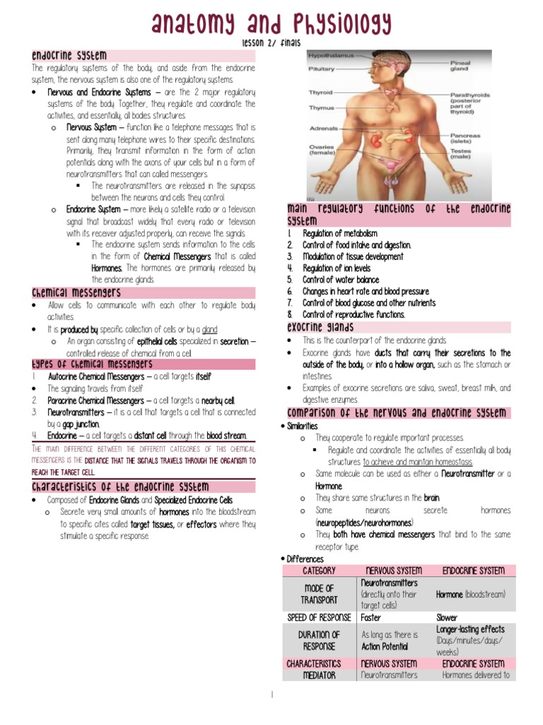 Lesson 2 Endocrine System | PDF | Endocrine System | Hormone