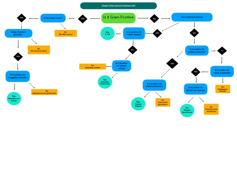 Dichotomous Key Sample | PDF | Microbiology | Prokaryote
