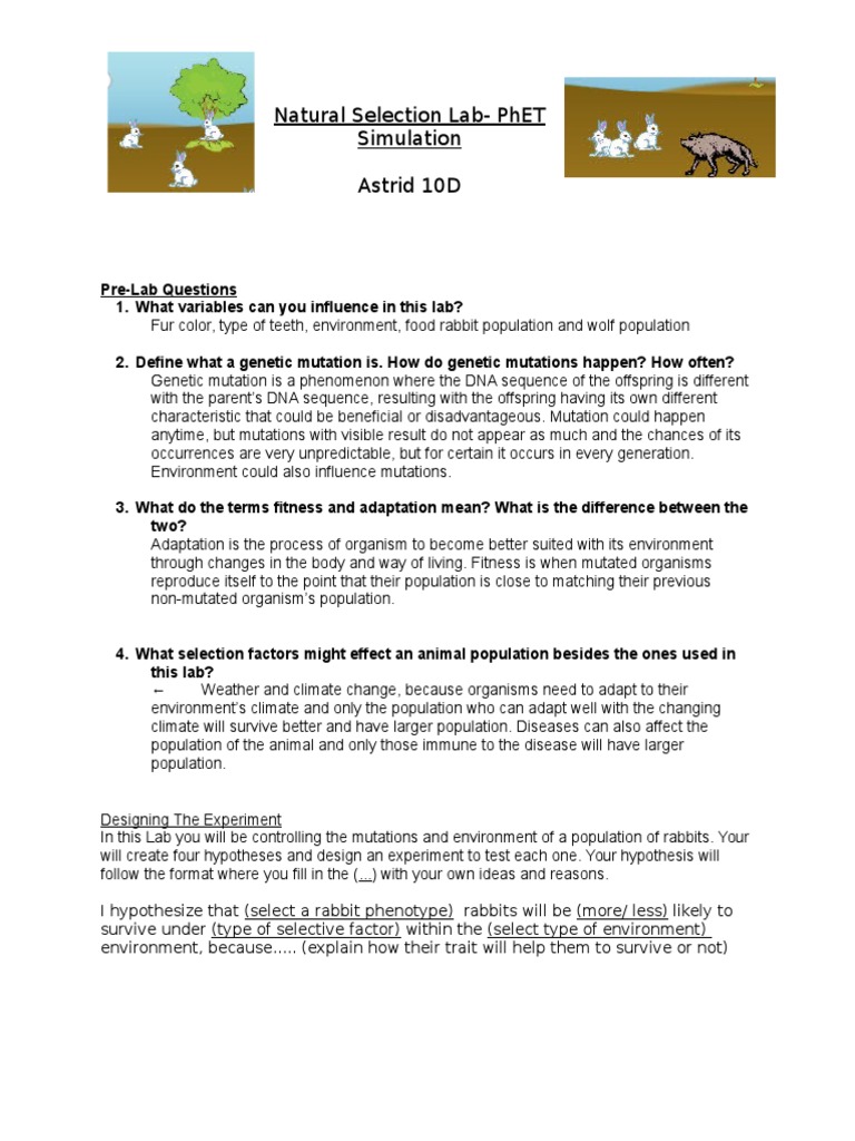 Natural Selection Lab-Phet Simulation Astrid 10D | PDF | Dominance ...