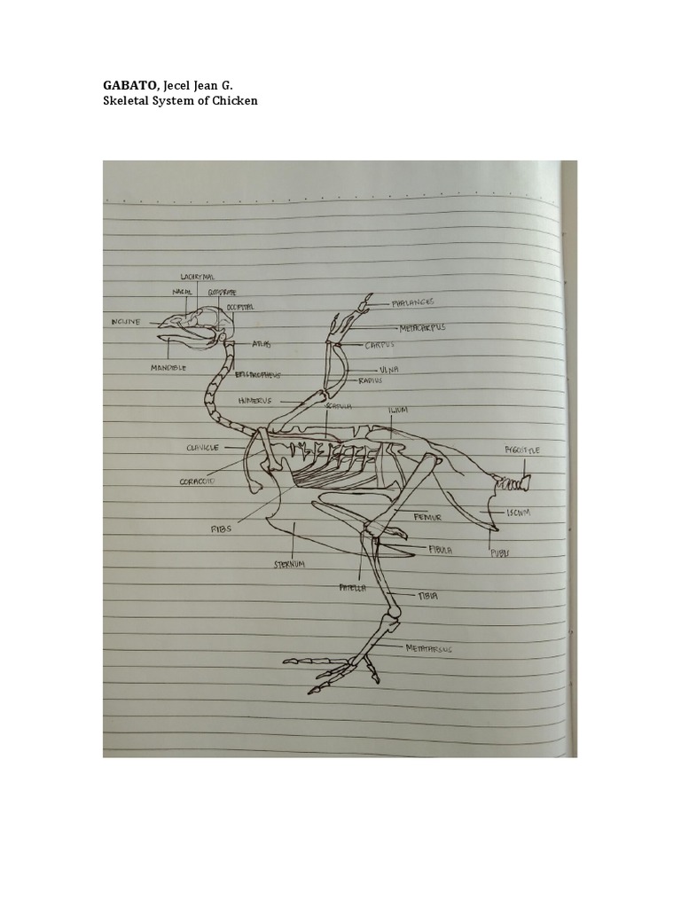 Skeletal System of Chicken: GABATO, Jecel Jean G | PDF