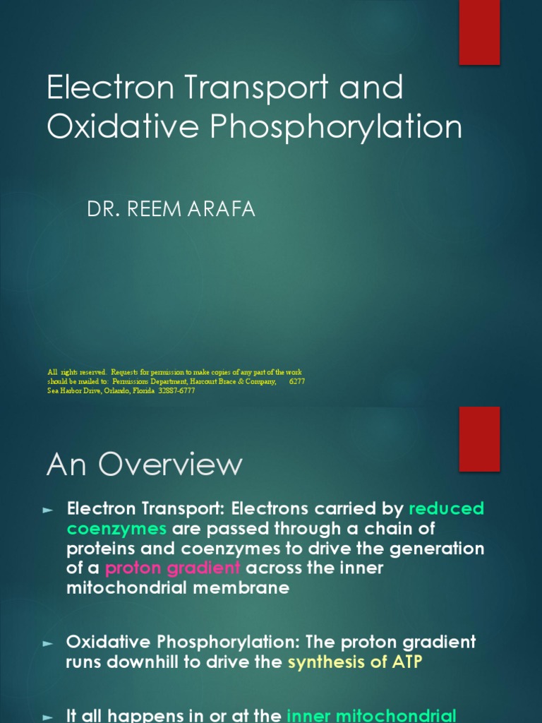 Lec 17 (Ch. 14) Oxidative Phosph | PDF | Electron Transport Chain ...